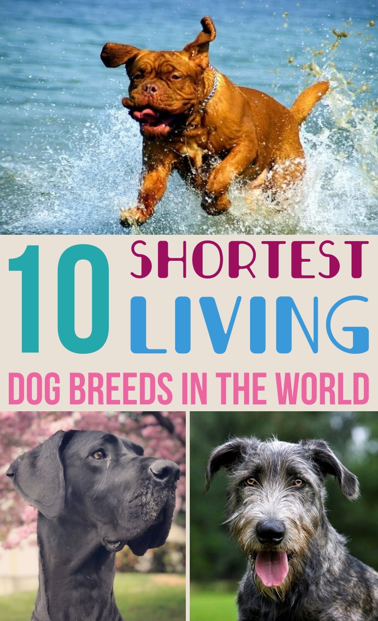 What Is The Shortest Living Dog